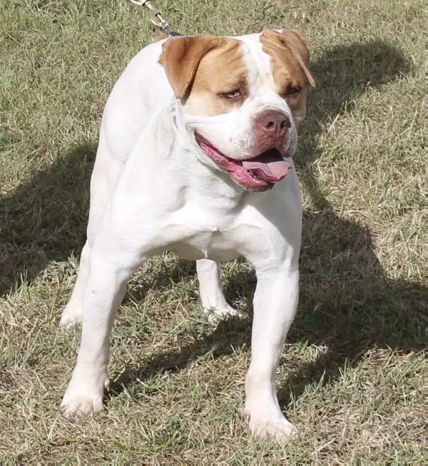 Bull City Kennels Red Rock of Bionic