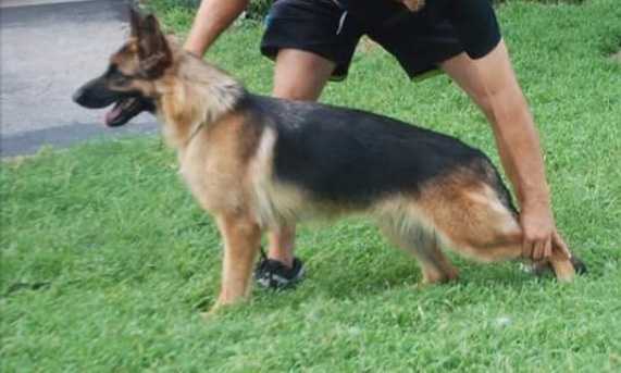 Cheyenne Warrior Princess Wallace