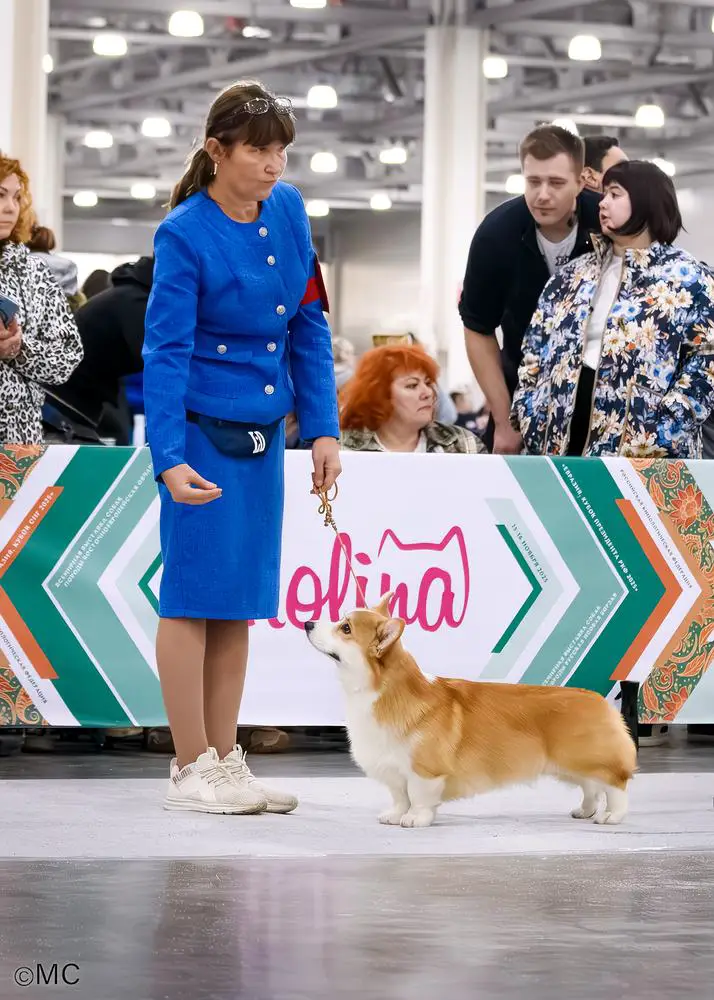 Divine Paws Challenge Accepted