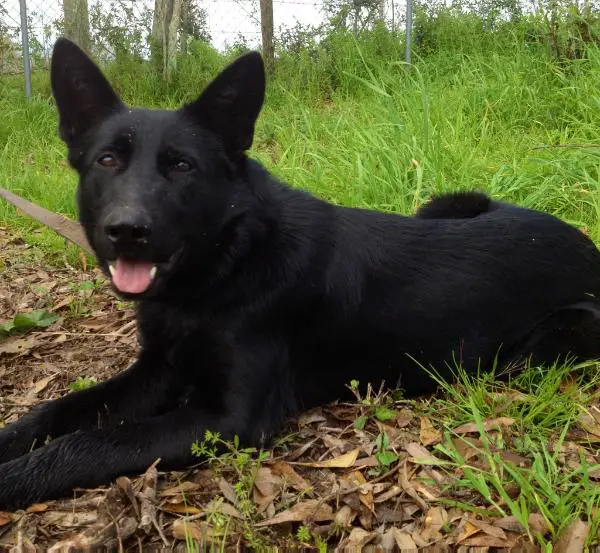 Macy Von Der Mutigen